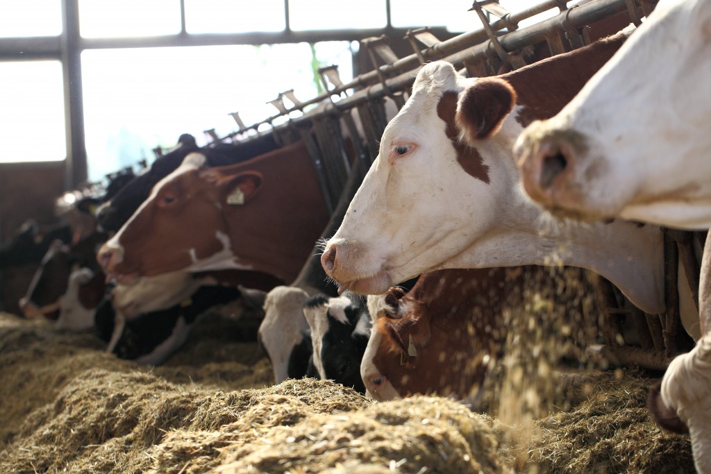 Livestock Farming: How to Start and Run Your Farm | Catsup and Mustard
