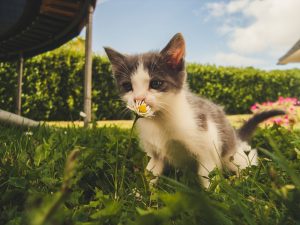 How to Get Rid of Stray Cats Around Your Yard - Catsup and Mustard